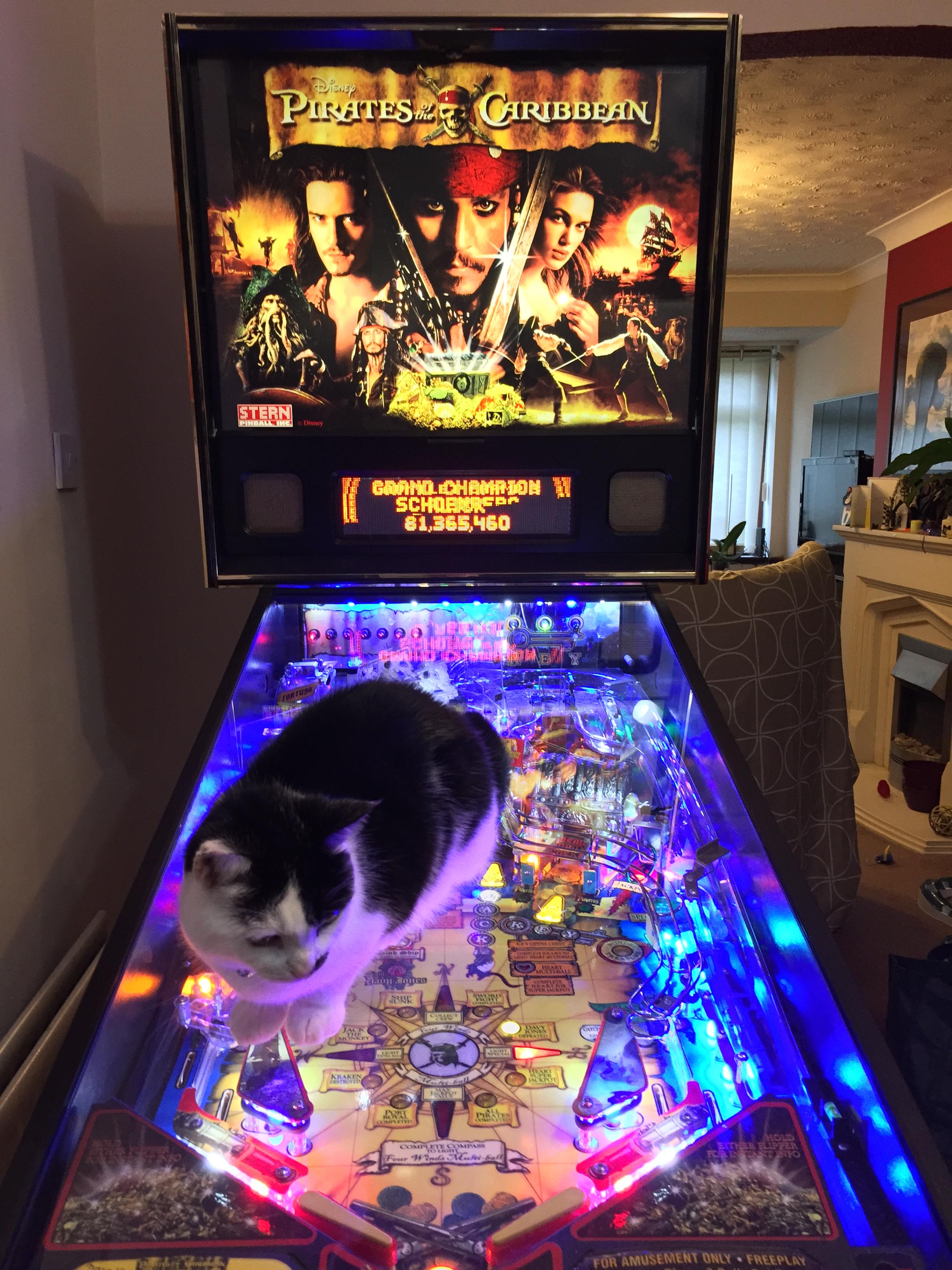 Idea for website: cats love pinball | Pinball info