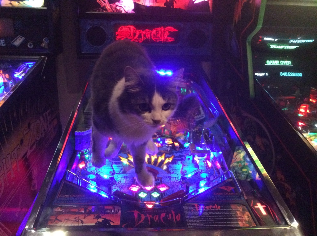 Idea for website: cats love pinball | Pinball info